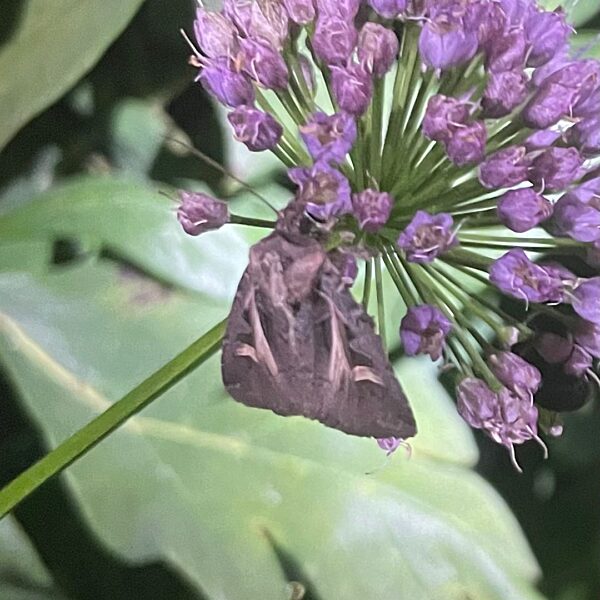 Olbrich Botanical Gardens | Story Slam + Moth BioBlitz