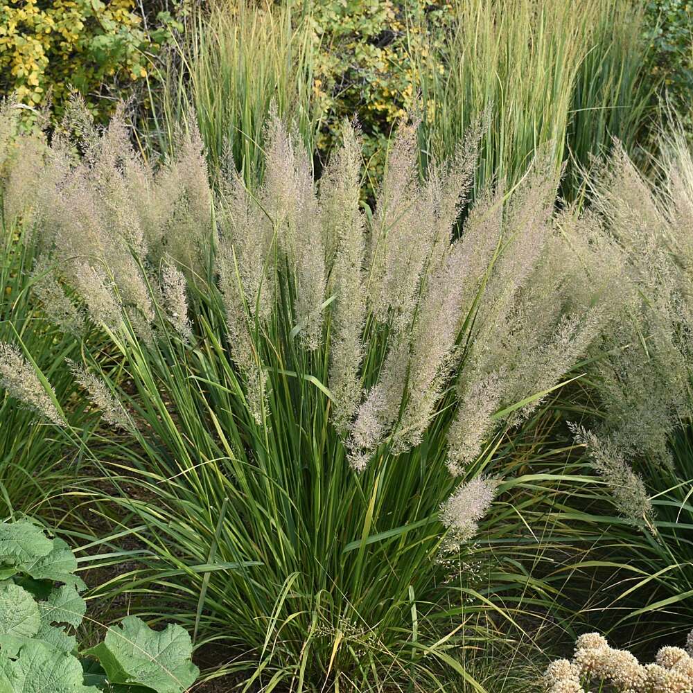Olbrich Botanical Gardens | Fall Pollinator Plant Sale